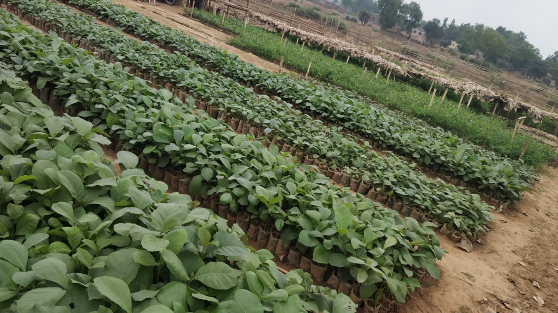 Dhanbad Forest Division | Dhanbad Jharkhand