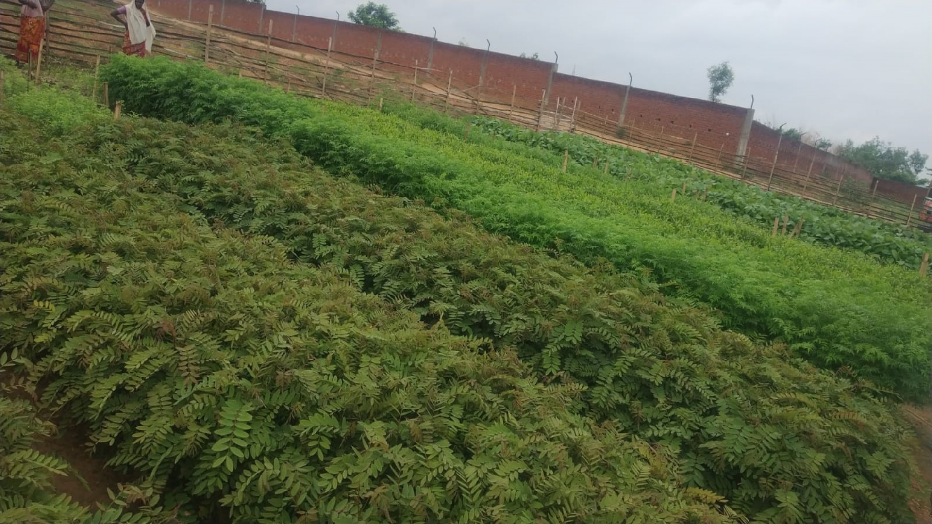 Dhanbad Forest Division | Dhanbad Jharkhand