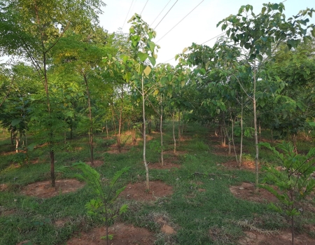 Dhanbad Forest Division | Dhanbad Jharkhand